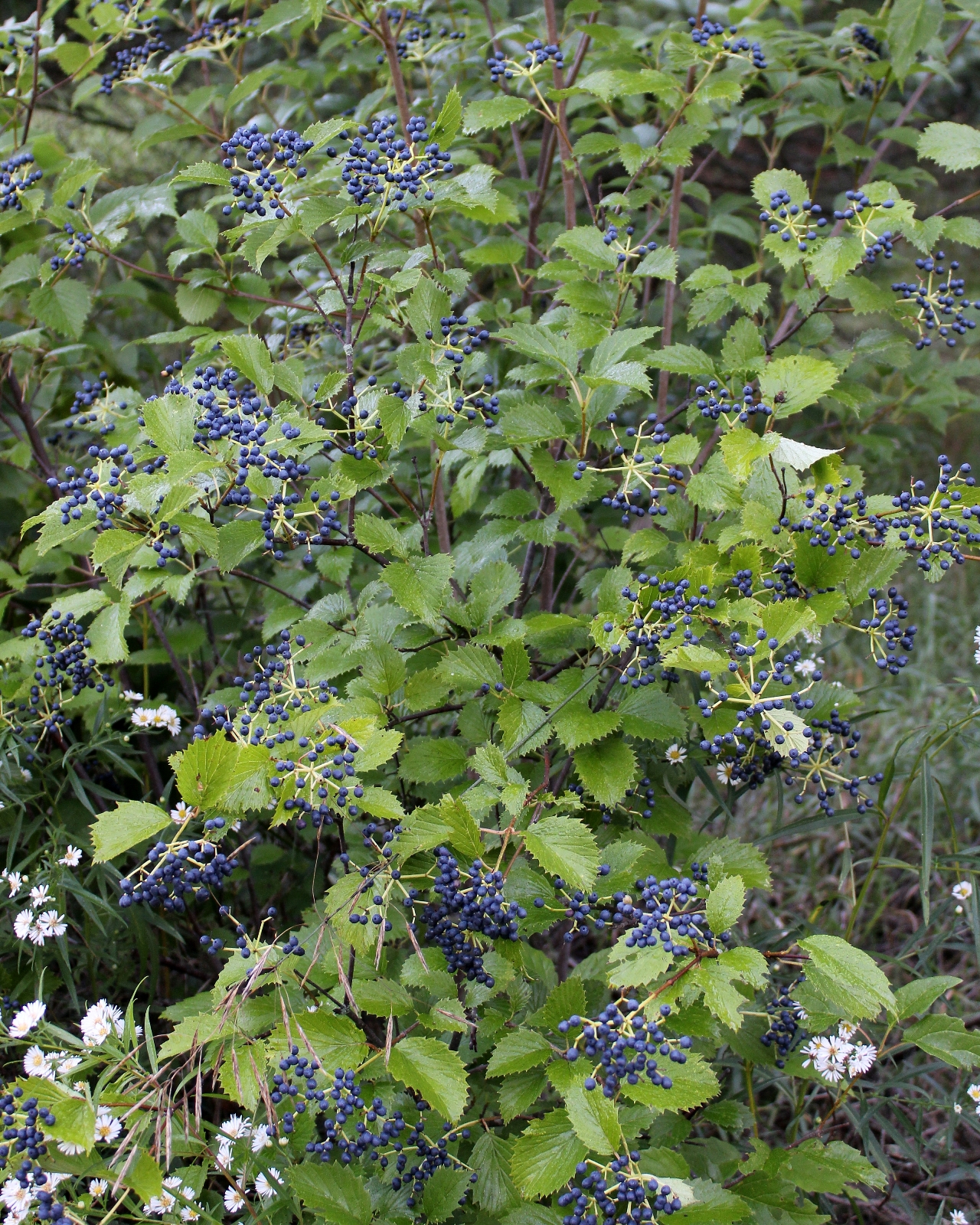 For the birds – Not Very Far Away