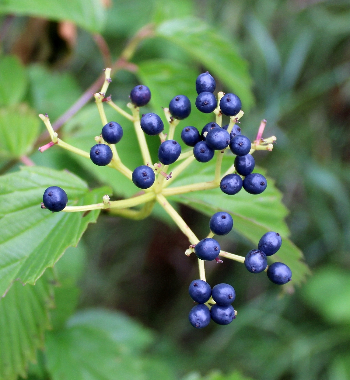 For the birds – Not Very Far Away