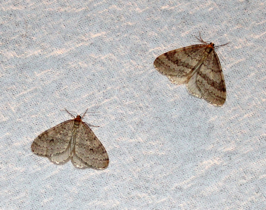 Last Moths of the Year? – Not Very Far Away