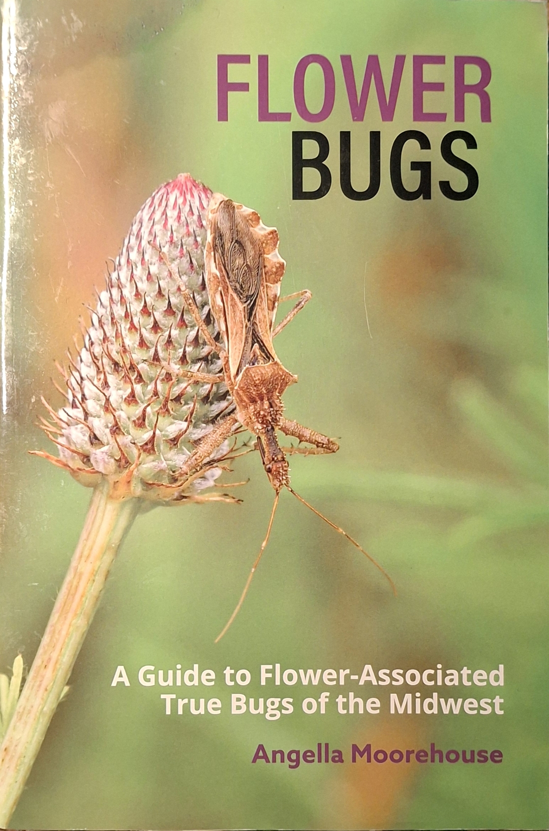 Essential Guide to Midwest True Bugs by Angella Moorehouse – Not Very ...
