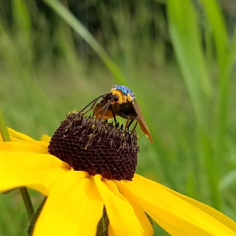 Ctenucha virginica: a day-flying moth, wasp mimic, and wetland ...