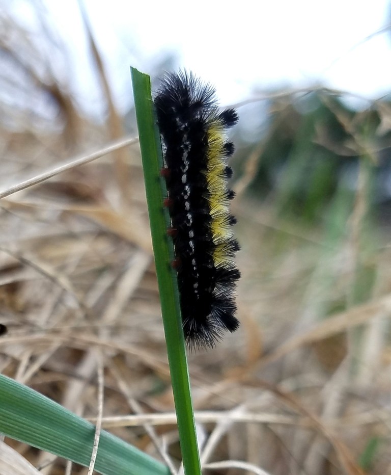 Ctenucha virginica: a day-flying moth, wasp mimic, and wetland ...