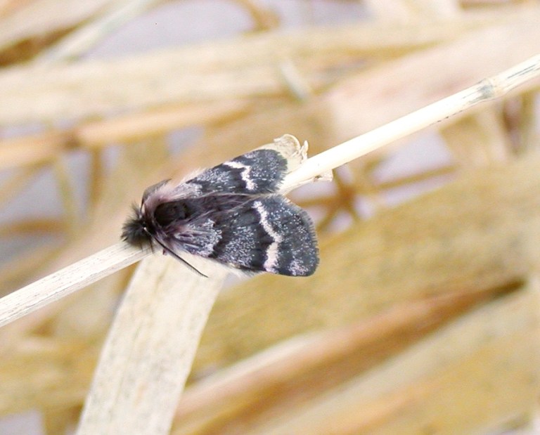 The Scarce Infant Moth really is scarce – Not Very Far Away